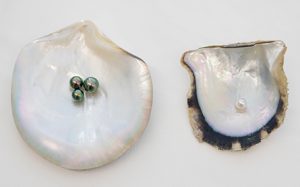 Akoya Pearls | 株式会社清美堂真珠